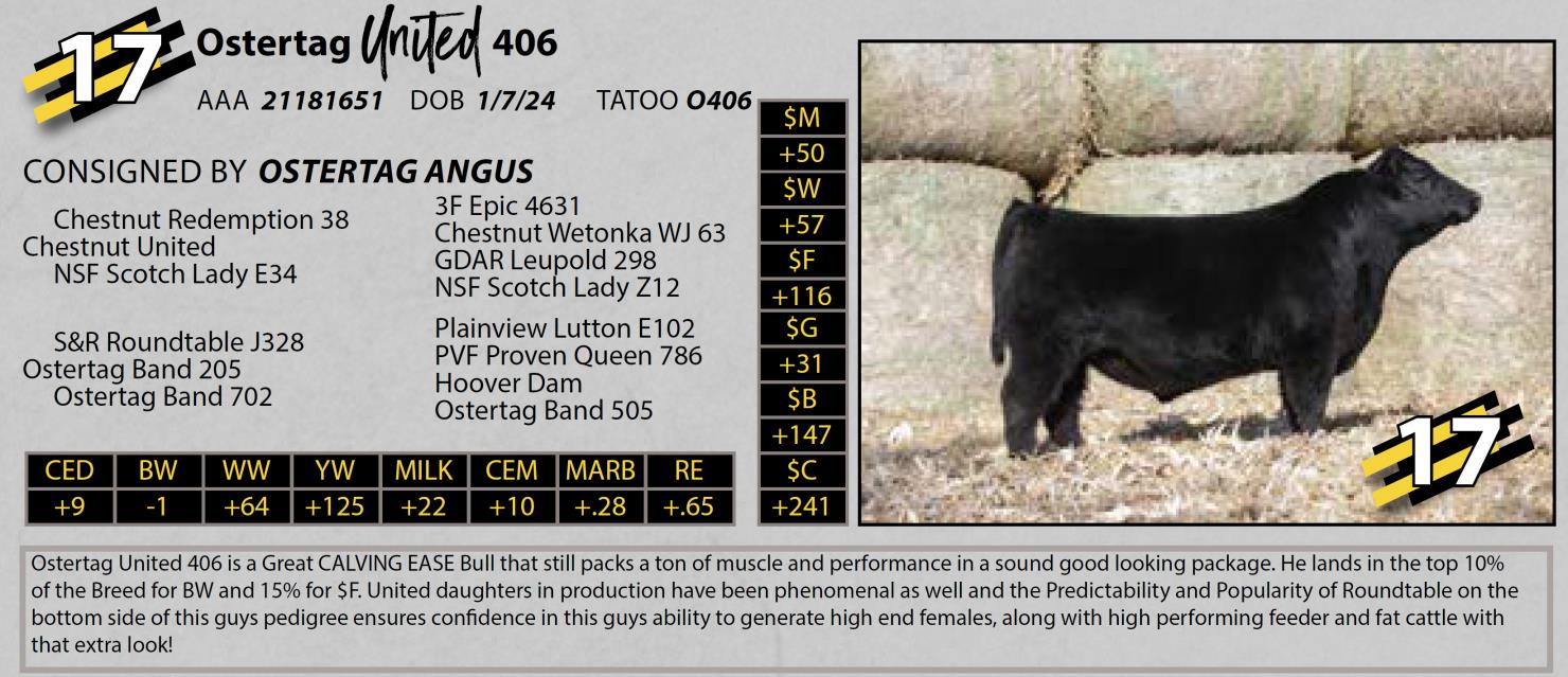Lot 17: Minnesota Angus Association - Annual Production Sale | DVAuction