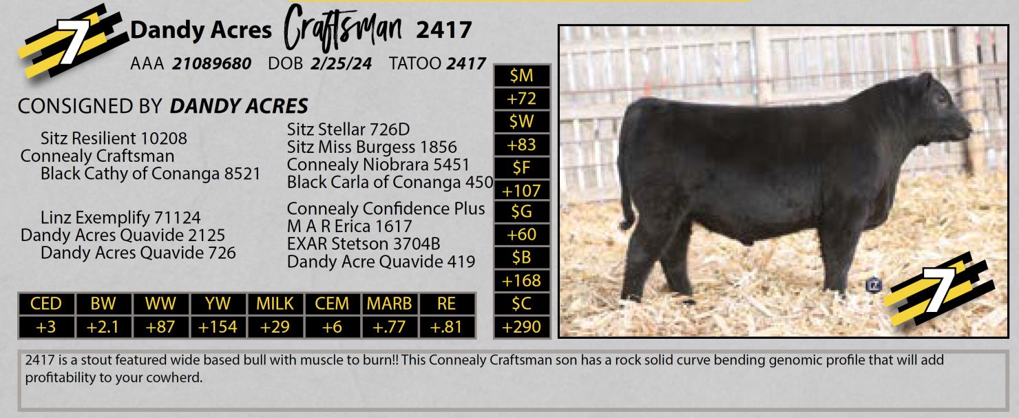 Lot 7: Minnesota Angus Association - Annual Production Sale | DVAuction