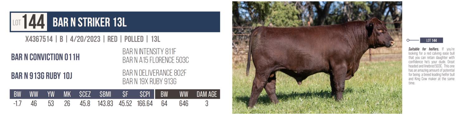 Lot 144: Durham Nation Sale - Annual Production Sale | DVAuction