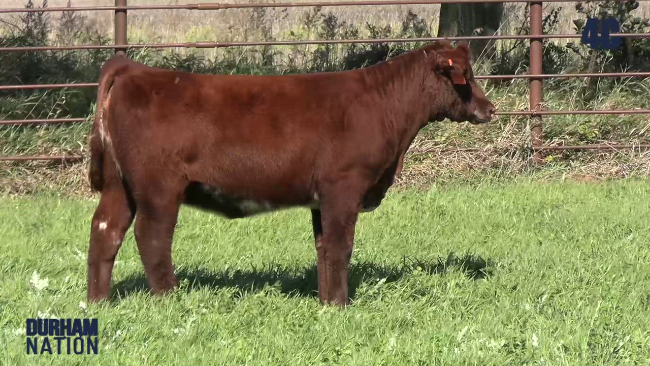 Lot 4c: Durham Nation Sale - Annual Production Sale | DVAuction