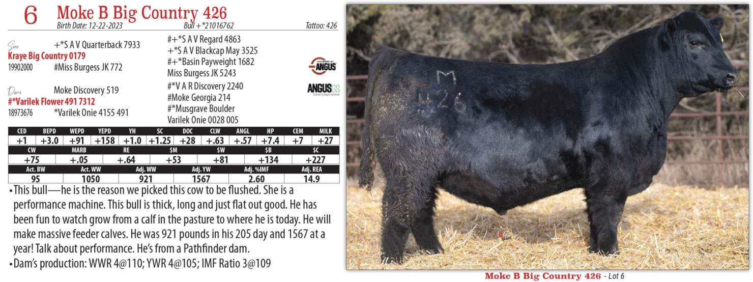 Lot 6: Moke Angus - Annual Angus Bull & Female Sale | DVAuction