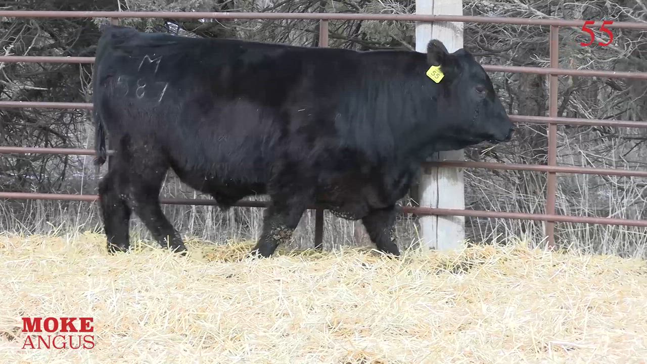 Lot 55: Moke Angus - Annual Angus Bull & Female Sale | DVAuction