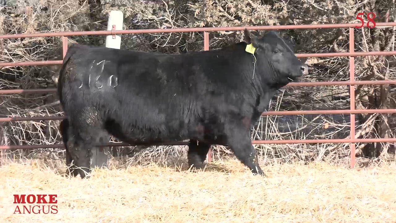 Lot 58: Moke Angus - Annual Angus Bull & Female Sale | DVAuction