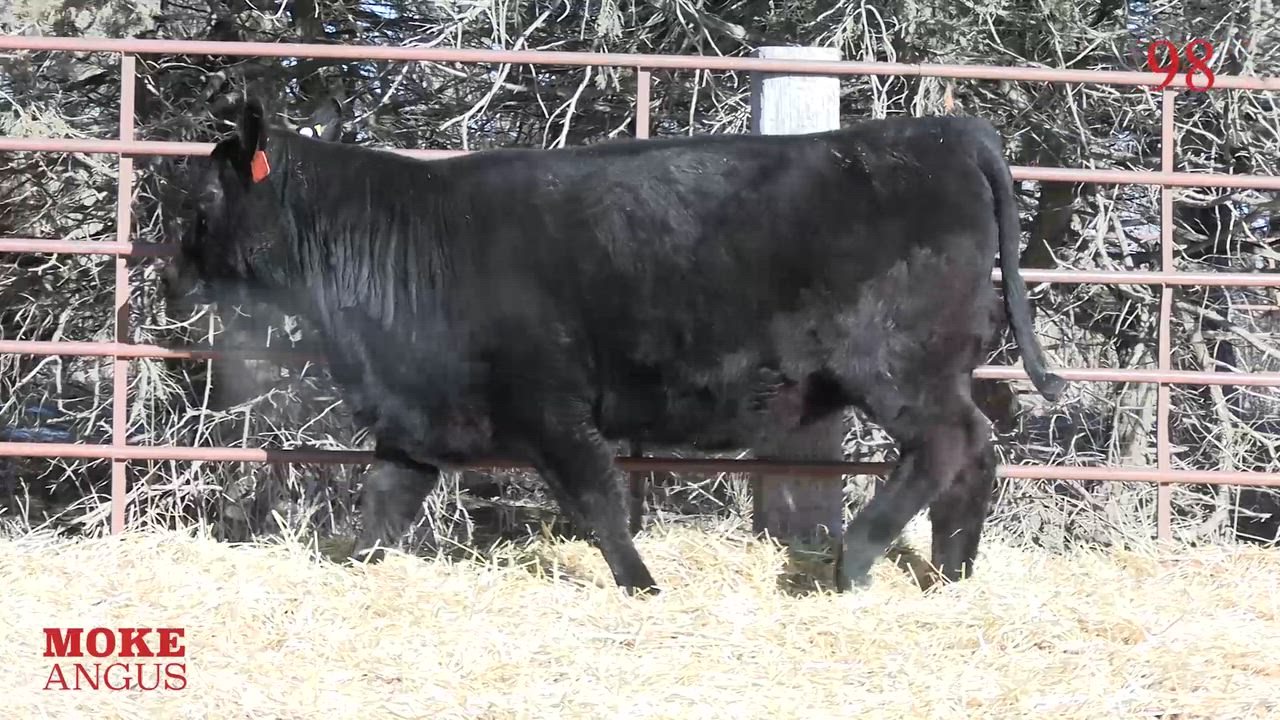 Lot 98: Moke Angus - Annual Angus Bull & Female Sale | DVAuction