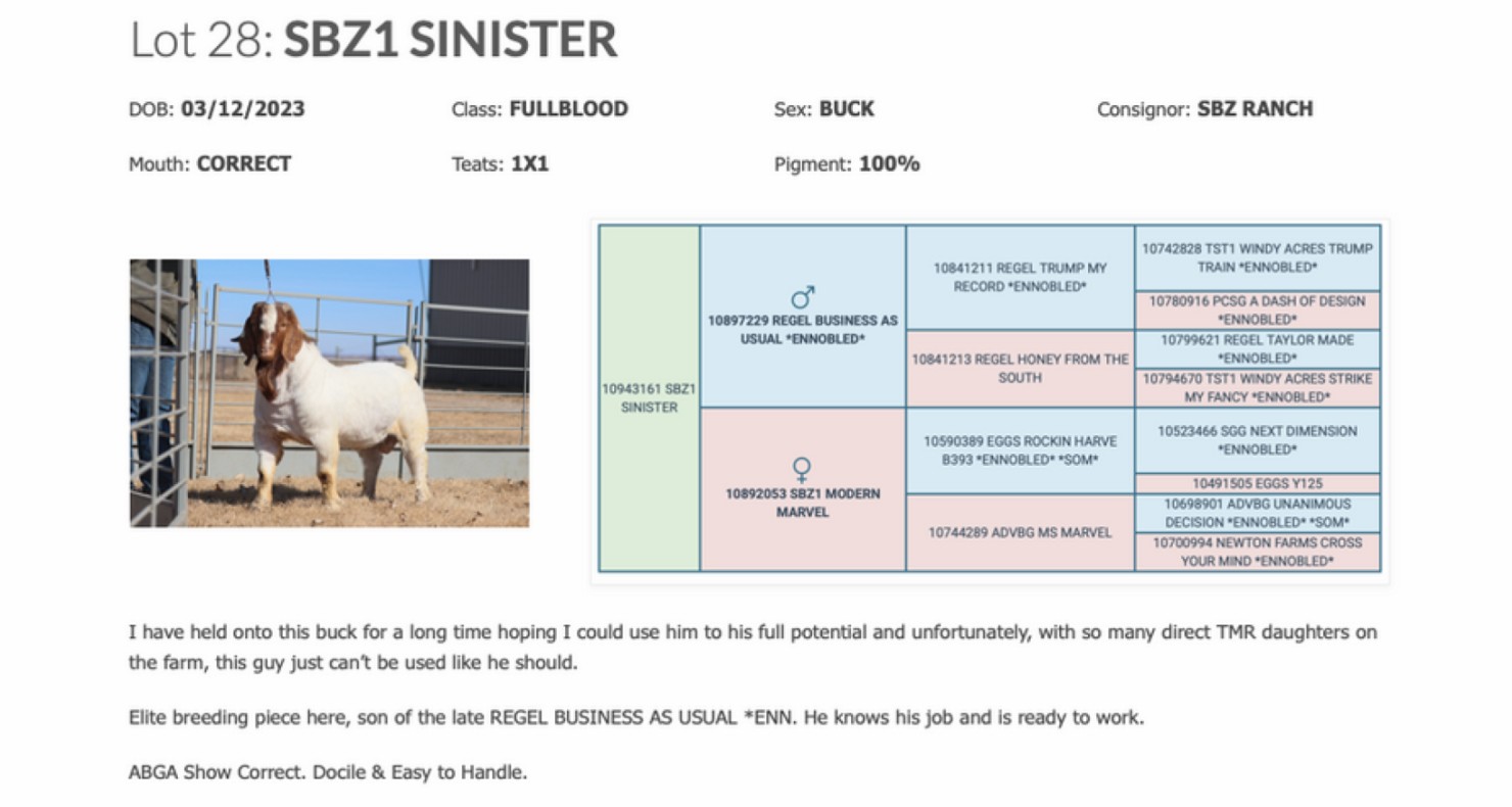 Lot 28: 10,000 Lakes Boer Goat Sale - Annual Boer Goat Sale | DVAuction