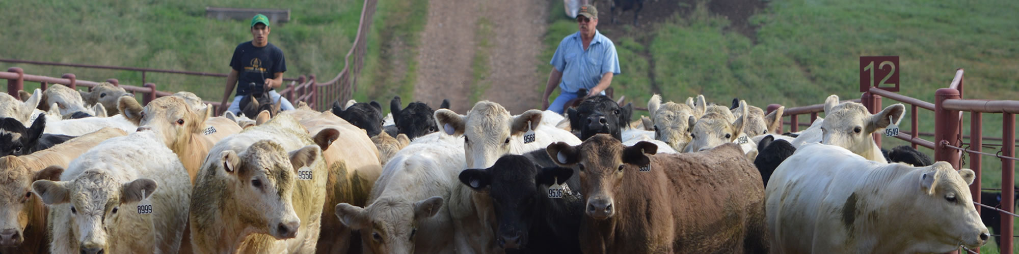 Prime Time Livestock | Broadcasting Real-Time Auctions