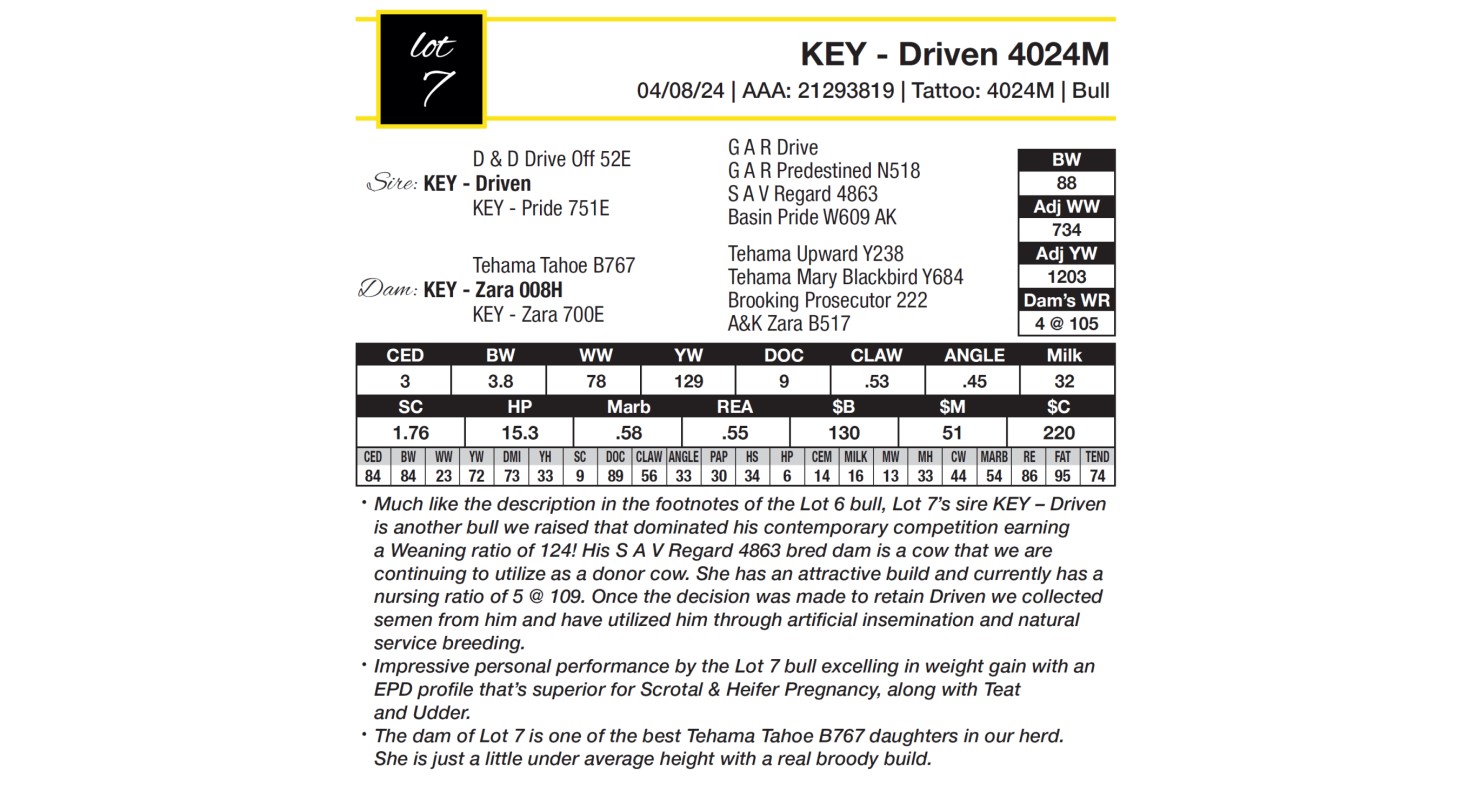 Lot 7: KEY Ranch - "Unlocking Higher Potential" Annual Production Sale ...