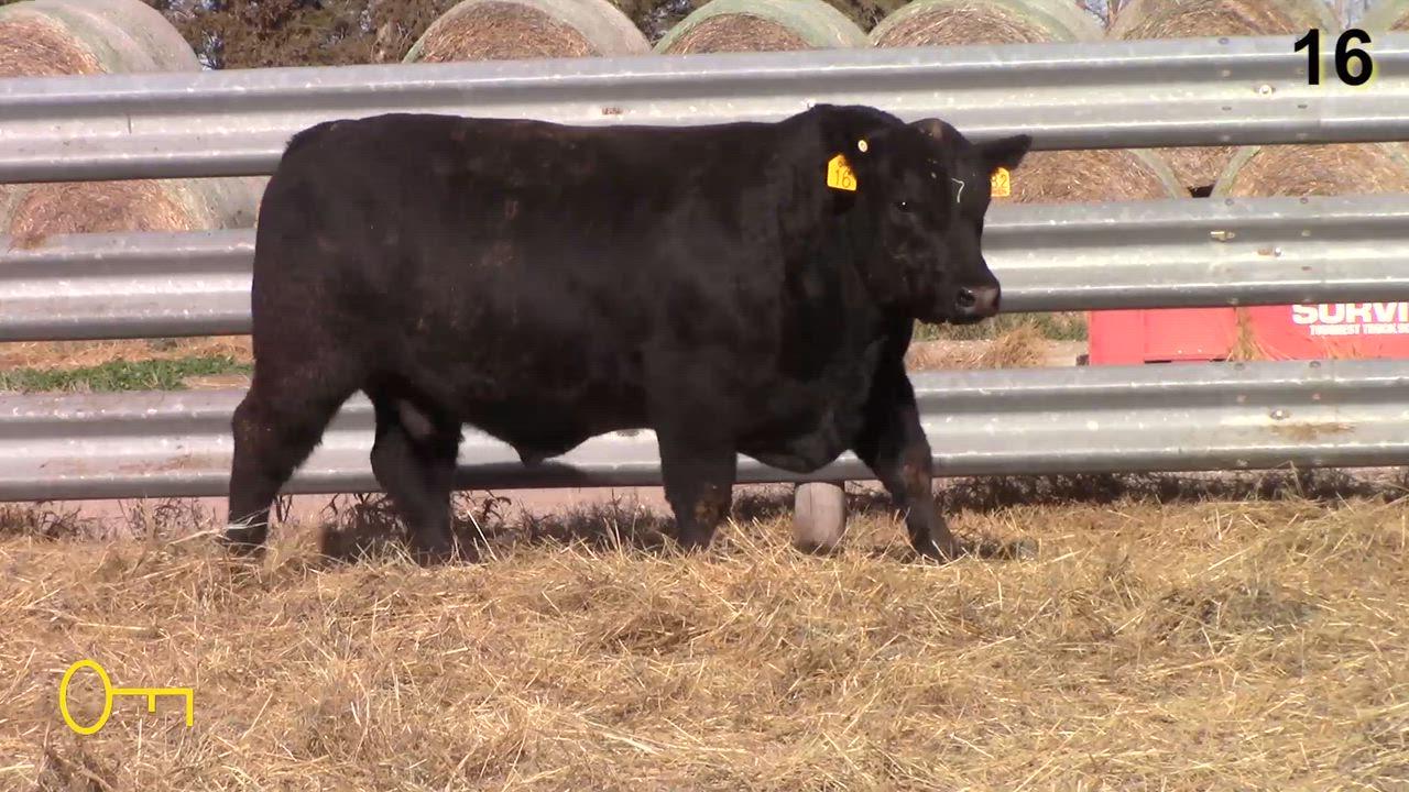 Lot 16: KEY Ranch - "Unlocking Higher Potential" Annual Production Sale ...