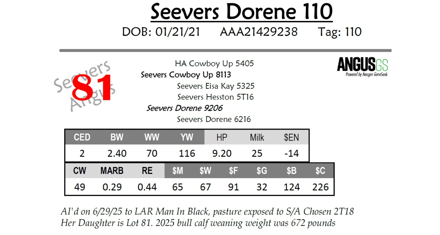 Lot 81: Seevers Angus - Complete Dispersion | DVAuction