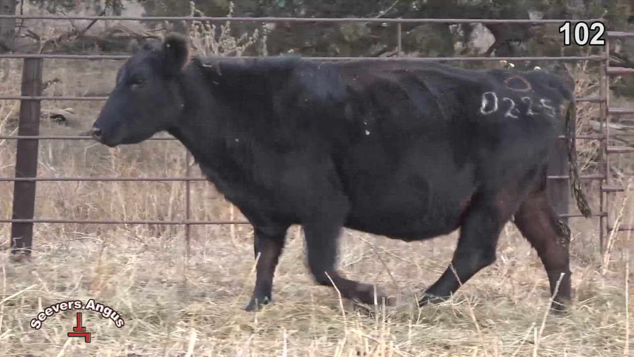 Lot 102: Seevers Angus - Complete Dispersion | DVAuction