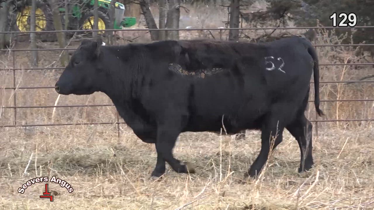 Lot 129: Seevers Angus - Complete Dispersion | DVAuction