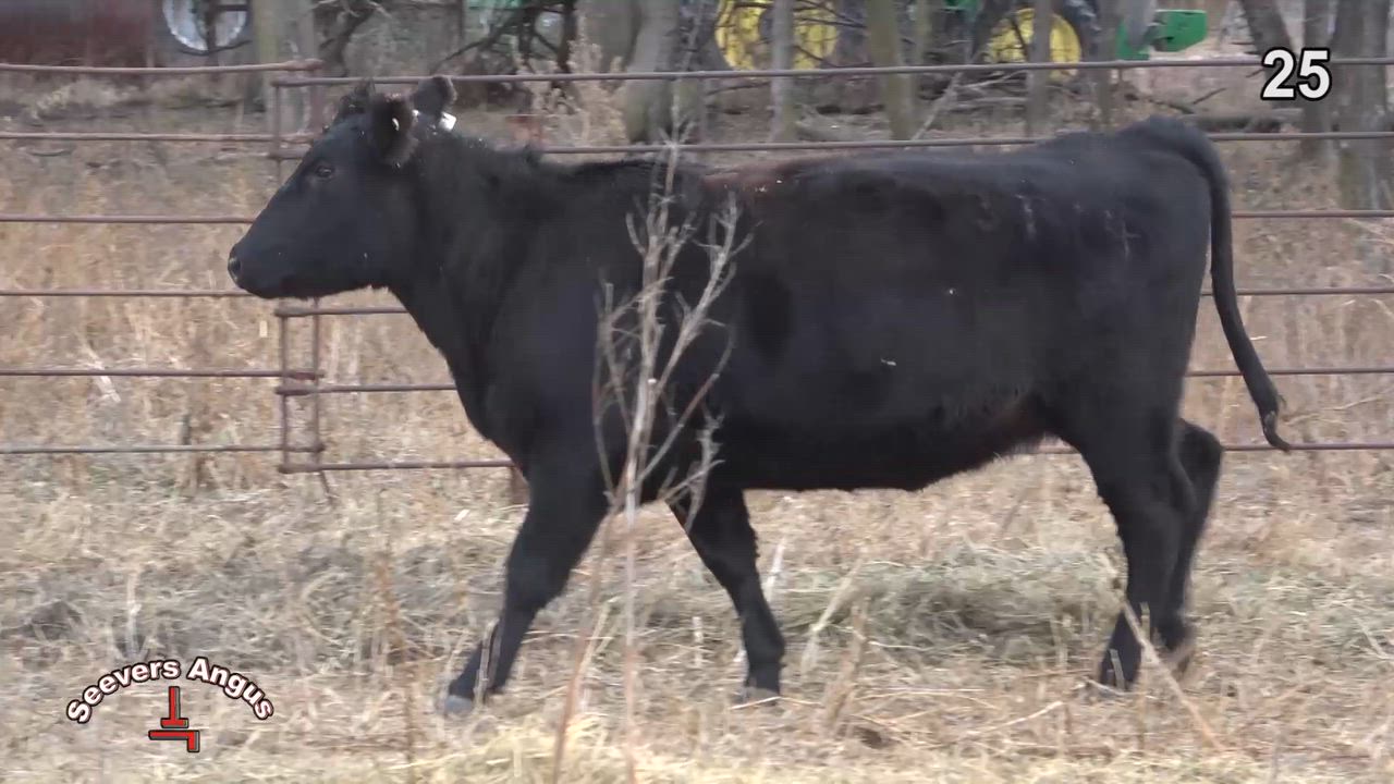 Lot 25: Seevers Angus - Complete Dispersion | DVAuction
