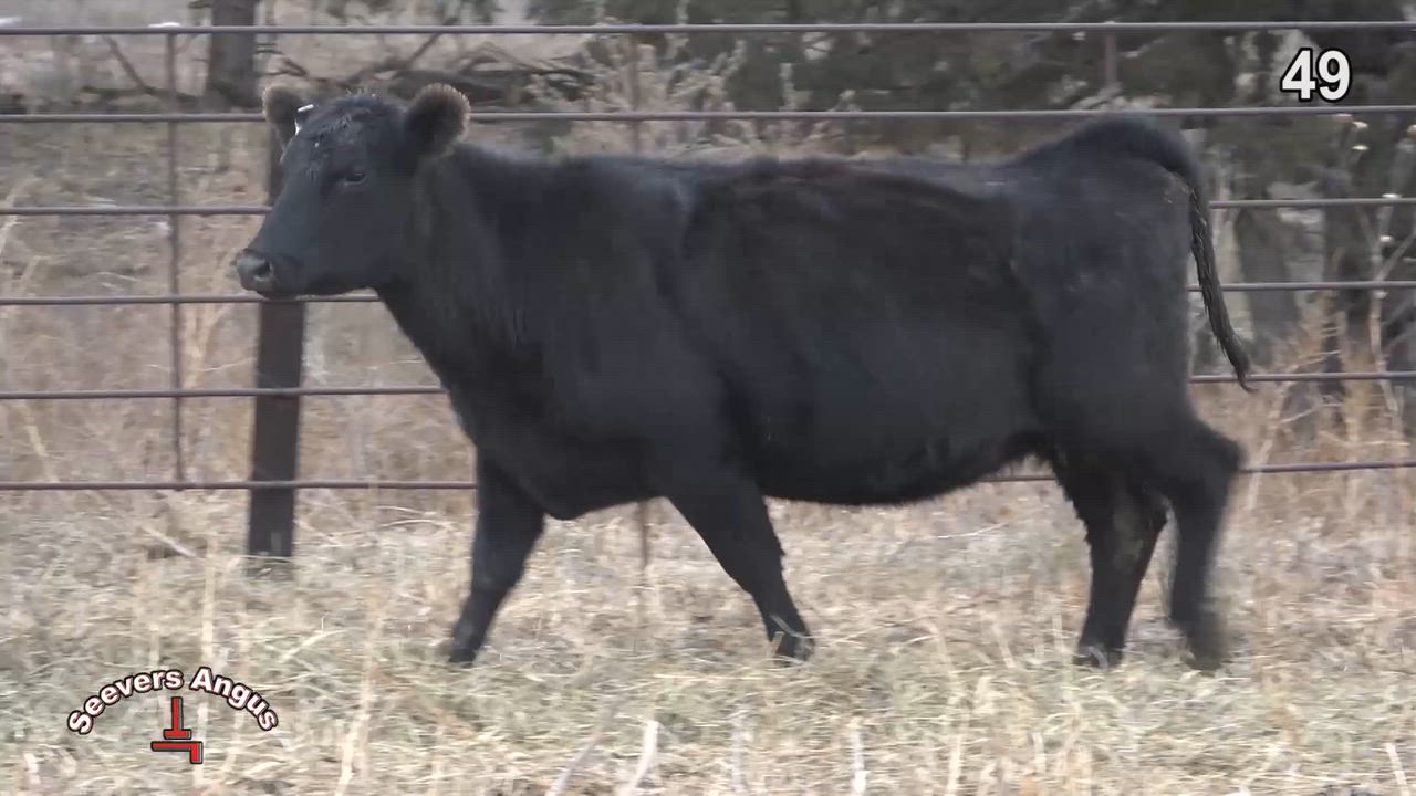 Lot 49: Seevers Angus - Complete Dispersion | DVAuction