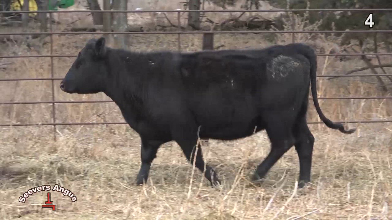 Lot 4: Seevers Angus - Complete Dispersion | DVAuction