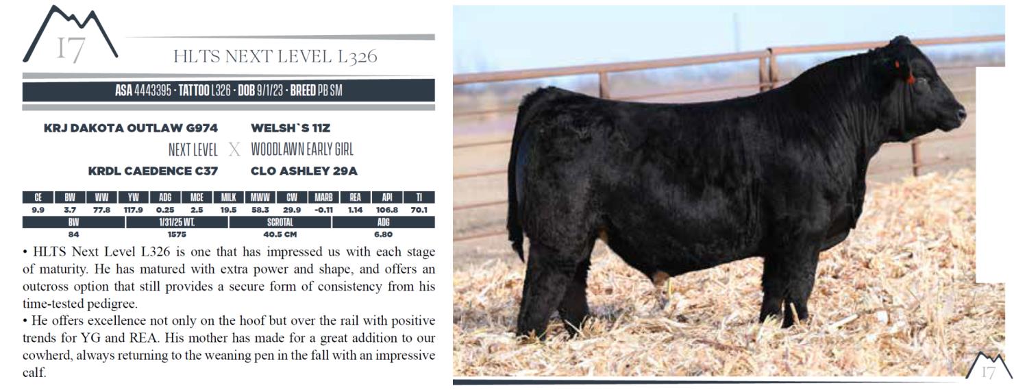 Lot 17: Hilltop Simmentals - Annual Simmental Bull Sale | DVAuction