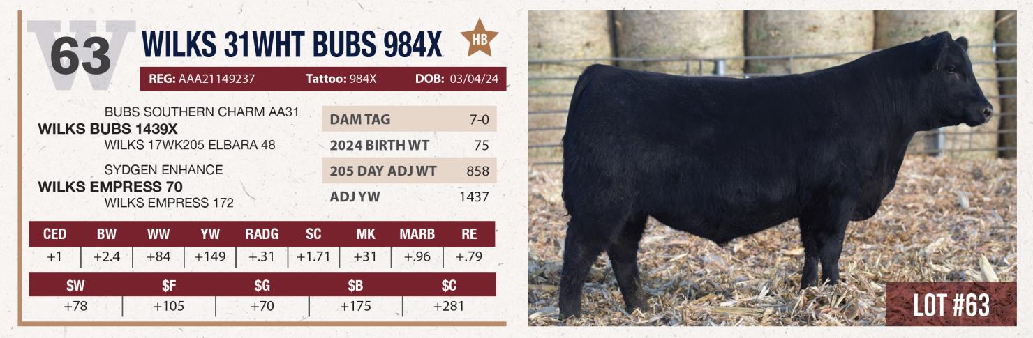 Lot 63: Wilkinson Ranch - Annual Angus Bull Sale | DVAuction