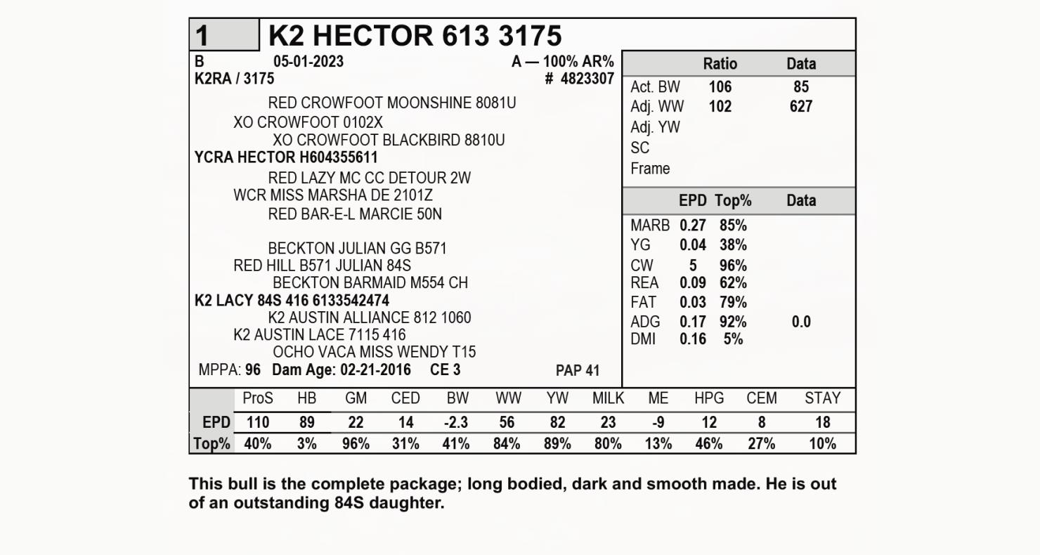 Lot 1: K2 Red Angus - Spring Bull Sale | DVAuction