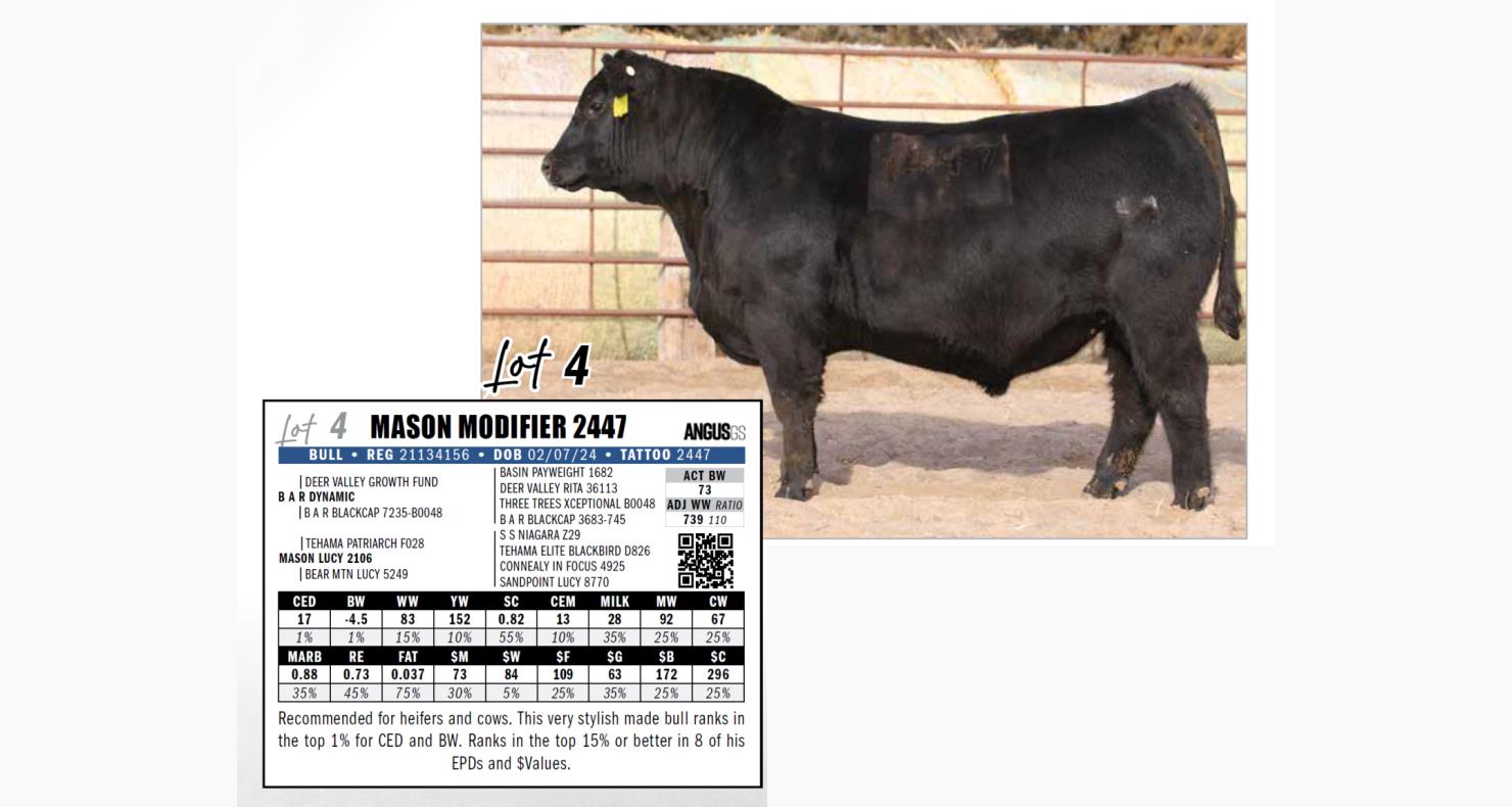 Lot 4: Mason Angus & SimAngus - Annual Bull Sale | DVAuction