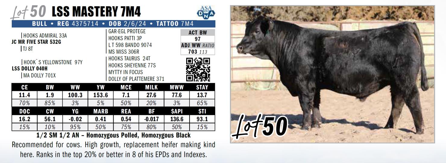 Lot 50: Mason Angus & SimAngus - Annual Bull Sale | DVAuction