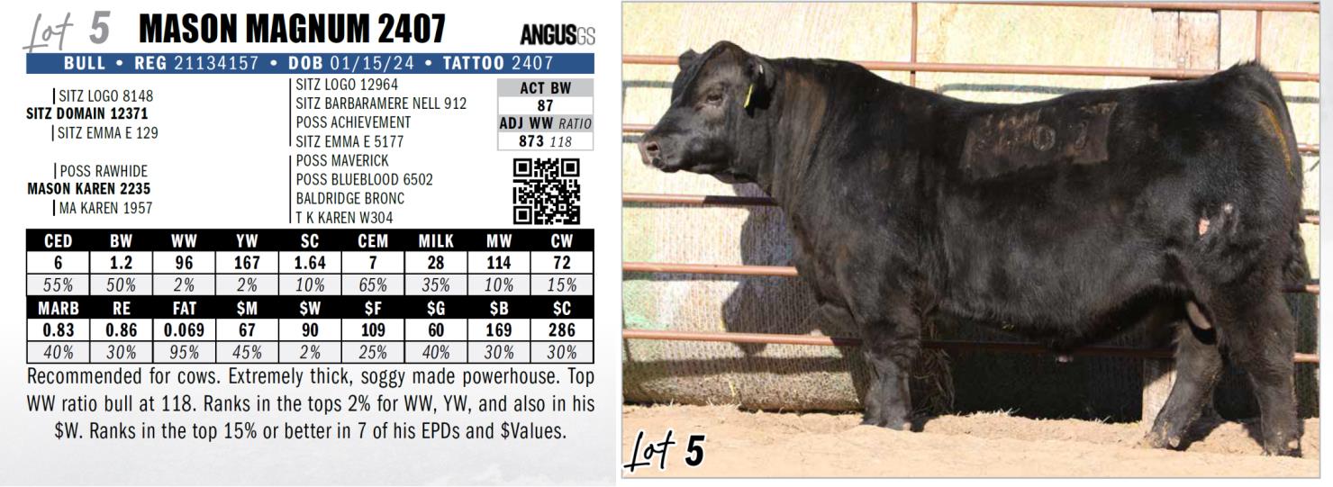 Lot 5: Mason Angus & SimAngus - Annual Bull Sale | DVAuction
