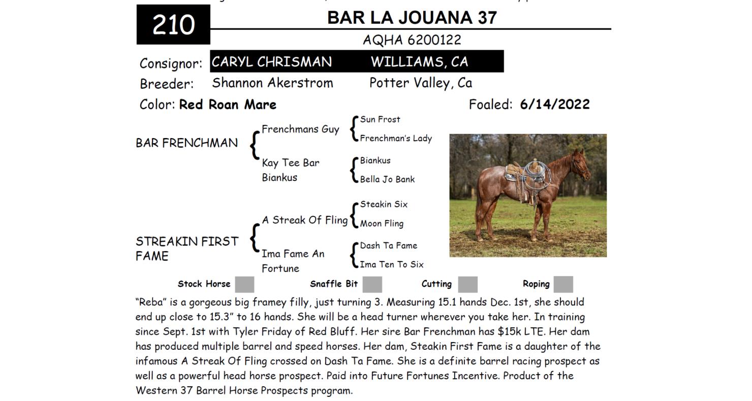 Lot 210: Red Bluff Bull & Gelding Sale - Annual Gelding Sale | DVAuction