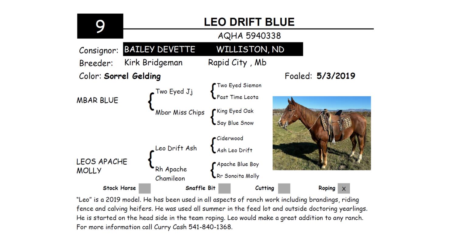 Lot 9: Red Bluff Bull & Gelding Sale - Annual Gelding Sale | DVAuction
