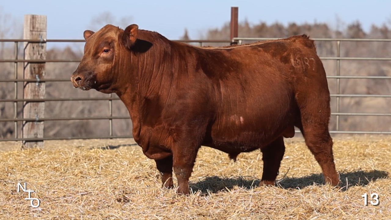 Lot 13: Niobrara Red Angus - Annual Bull Sale | DVAuction