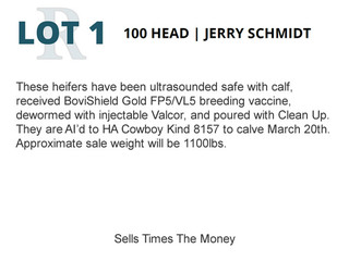 Lot bred_heifers_lot_1-11: Richard Angus Ranch - Annual Angus Bull Sale ...