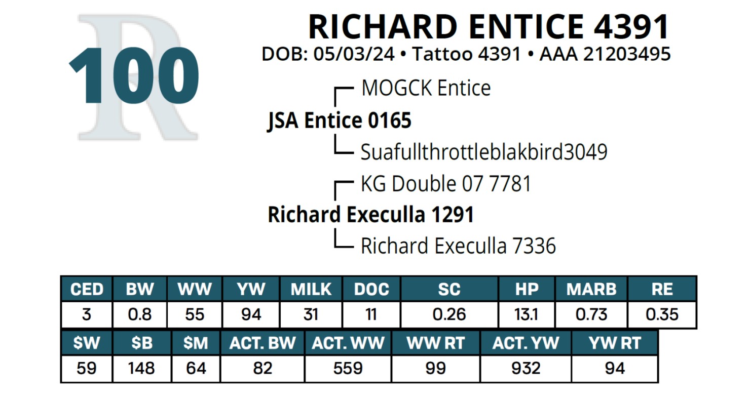 Lot 100: Richard Angus Ranch - Annual Angus Bull Sale | DVAuction