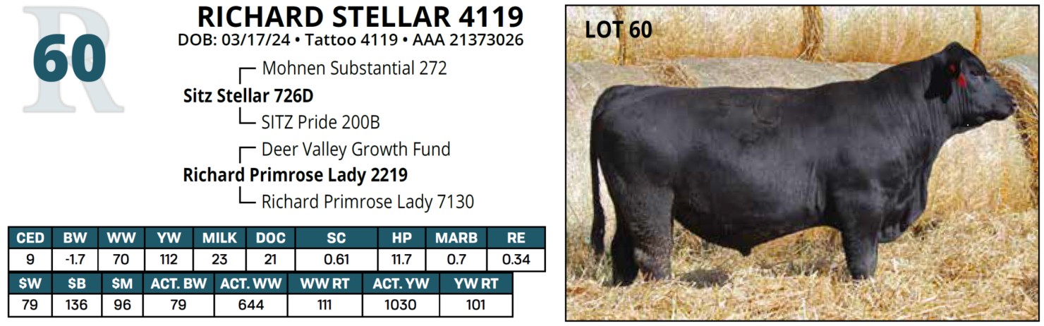 Lot 60: Richard Angus Ranch - Annual Angus Bull Sale | DVAuction
