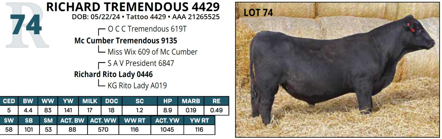 Lot 74: Richard Angus Ranch - Annual Angus Bull Sale | DVAuction