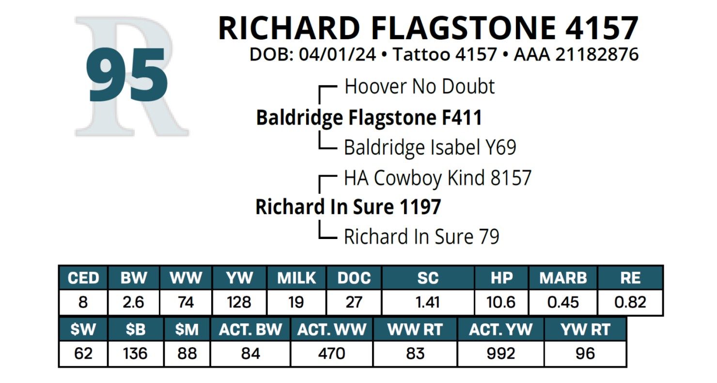 Lot 95: Richard Angus Ranch - Annual Angus Bull Sale | DVAuction