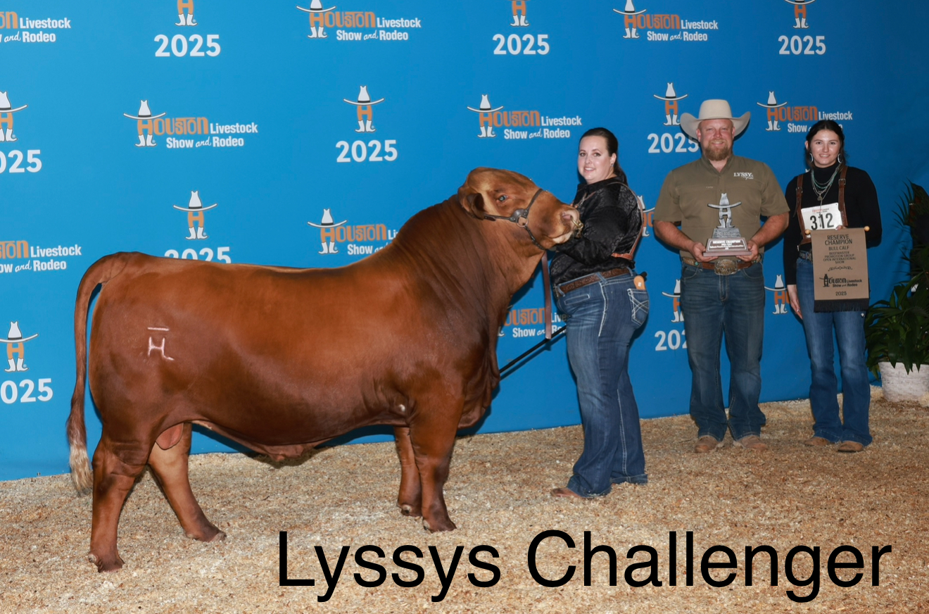 Lot 3 - Bred Heifer: Lyssys 103/678 ET: Lyssy Beefmaster - Lyssy's ...