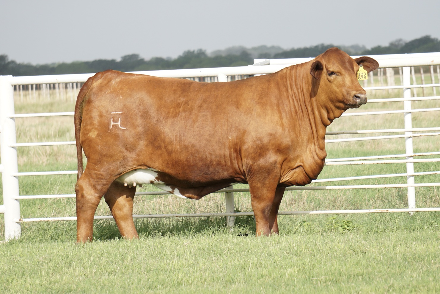 Lot 3 - Bred Heifer: Lyssys 103/678 ET: Lyssy Beefmaster - Lyssy's ...