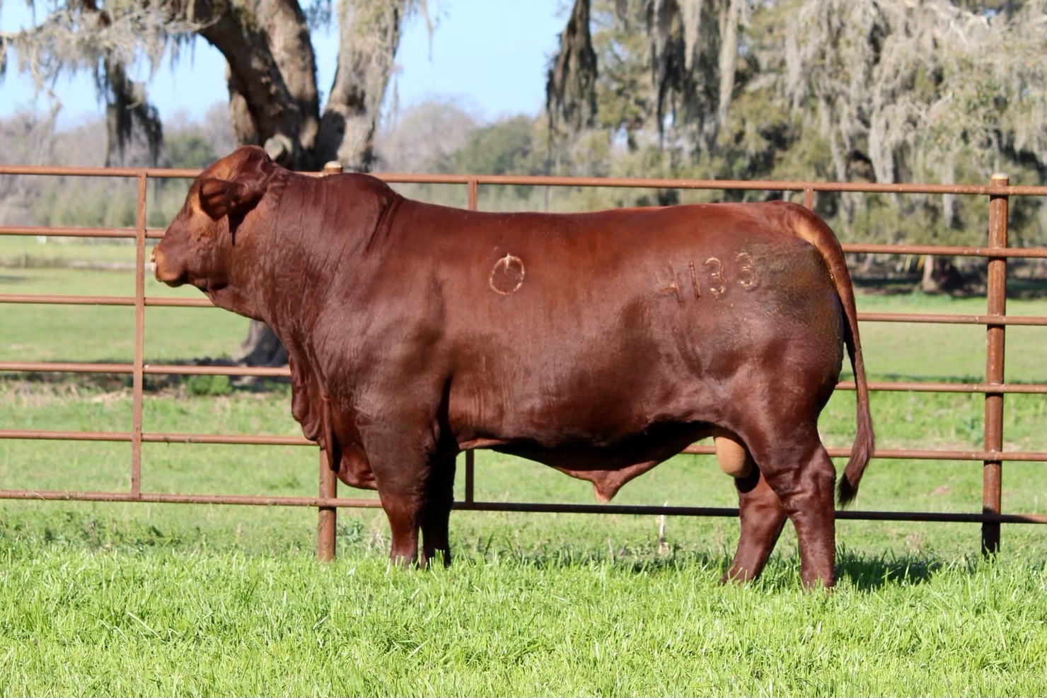 Lot 3 - Bred Heifer - Cannon 3-08: Lyssy Beefmaster - Lyssy's All Access Frozen Genetics Sale ...