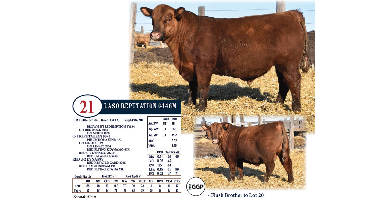 Lot 21: Lautenschlager & Sons Red Angus - PNW Red Bull Rendezvous ...