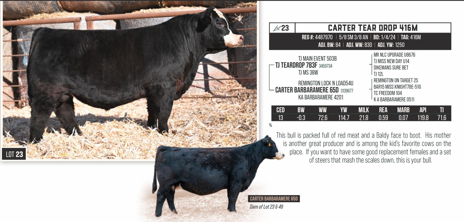Lot 23: Carter Angus & Simmentals - Annual Angus Bull & Female Sale ...