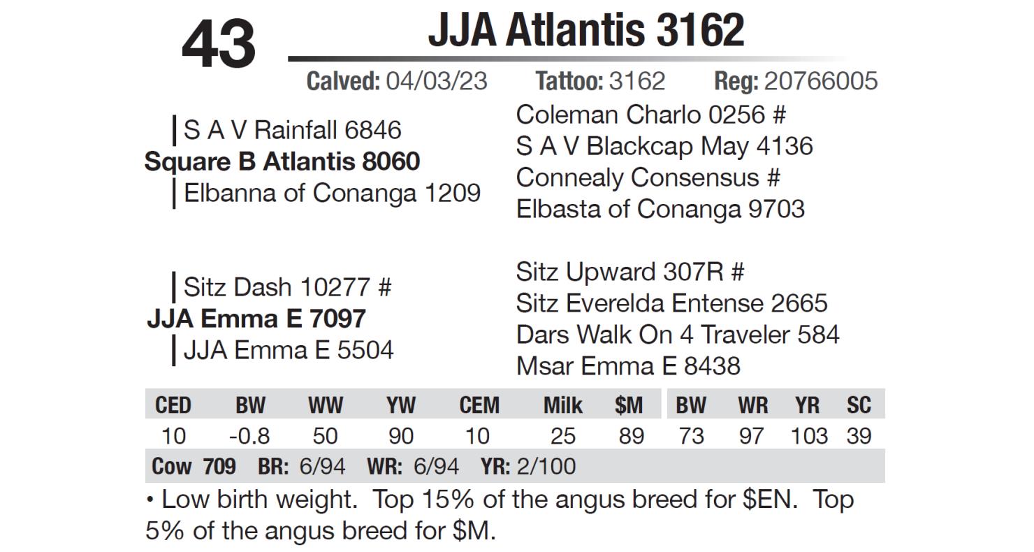 Lot 43: Mike Sitz Angus Ranch LLC - Mike Sitz Angus/Joel Johnston Angus ...