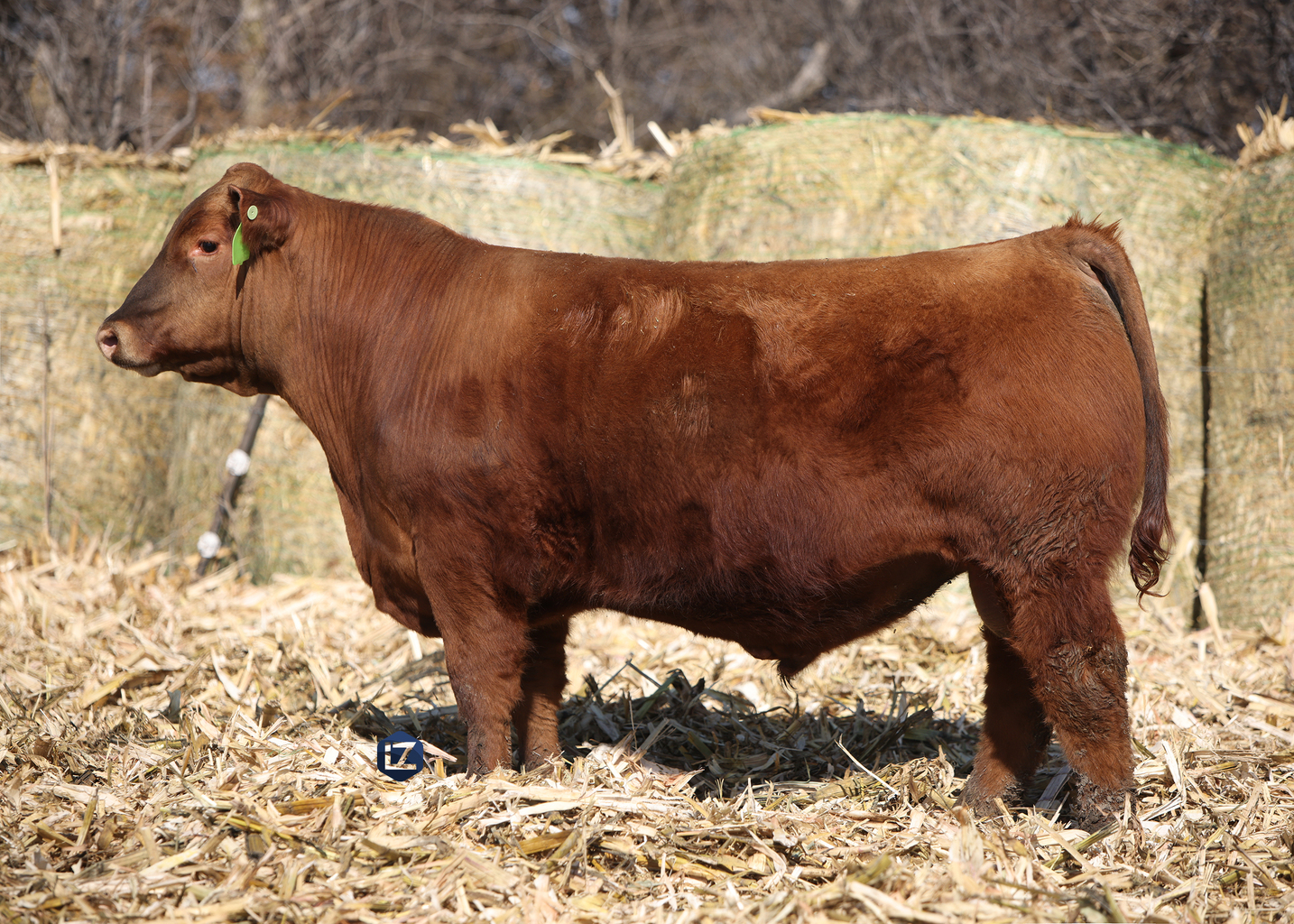 Lot 7 - GALL'S NICE n WIDE 403: Gall Family Red Angus - Gall Red Angus ...