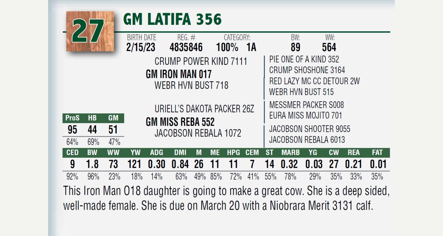 Lot 27 - GM Latifa 356: Grassy Meadow Ranch - 9th Annual Red Angus Bull & Female Sale | Grassy ...