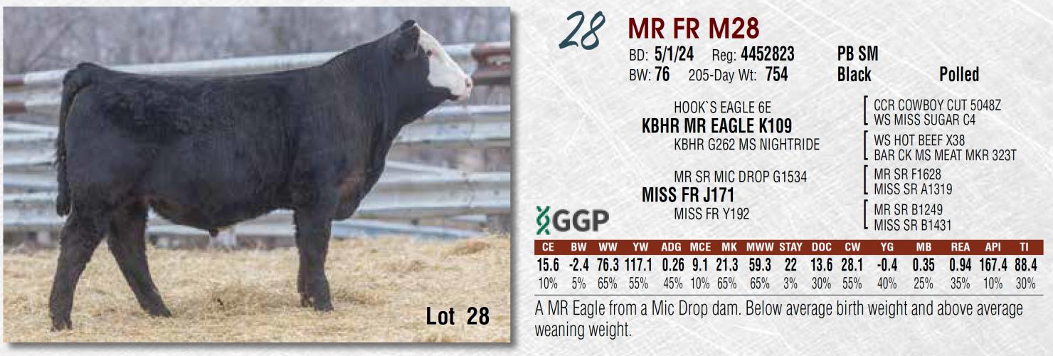 Lot 28: Lazy J Bar Ranch / Flittie Simmentals / Schnabel Simmentals ...