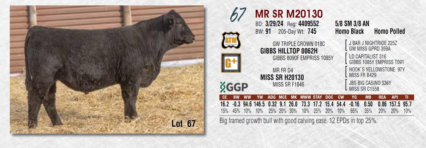 Lot 67: Lazy J Bar Ranch / Flittie Simmentals / Schnabel Simmentals ...