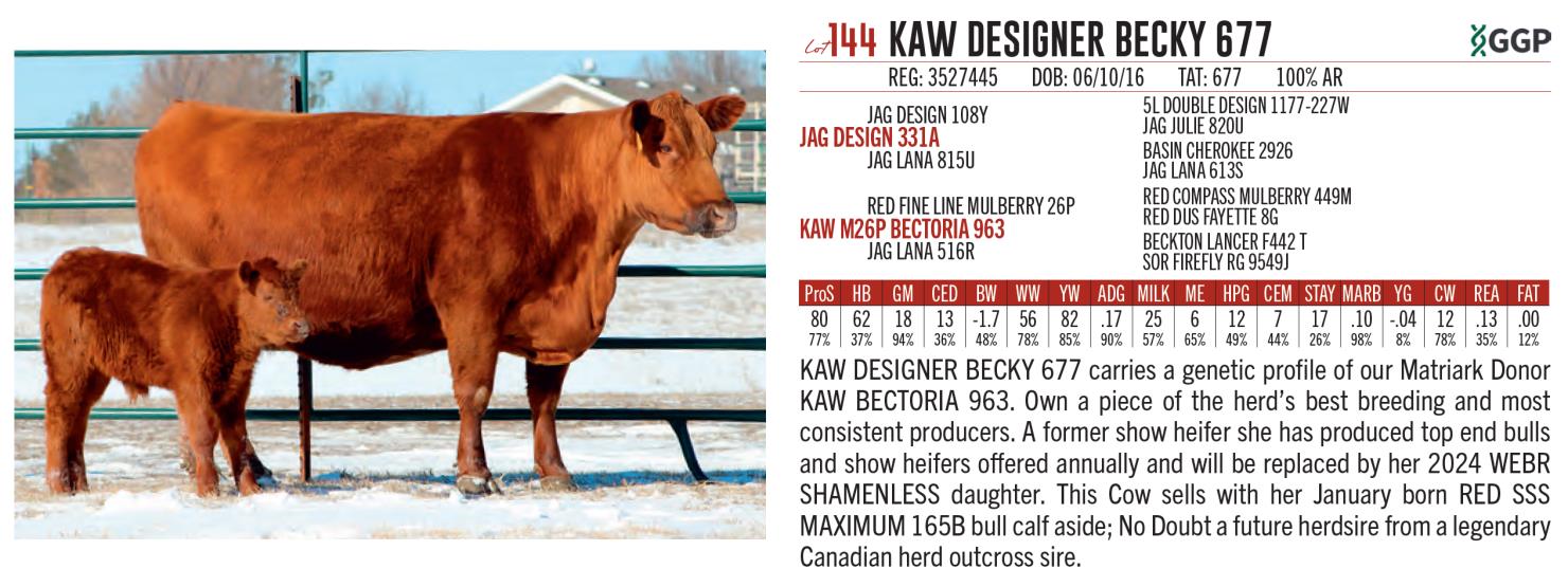 Lot 144: Schweitzer Red Angus - Annual Production Sale | DVAuction