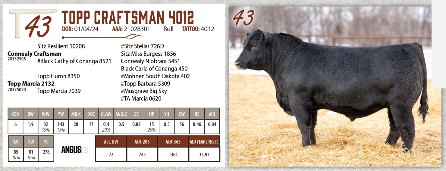 Lot 43: Topp Angus - Annual Production Sale | DVAuction