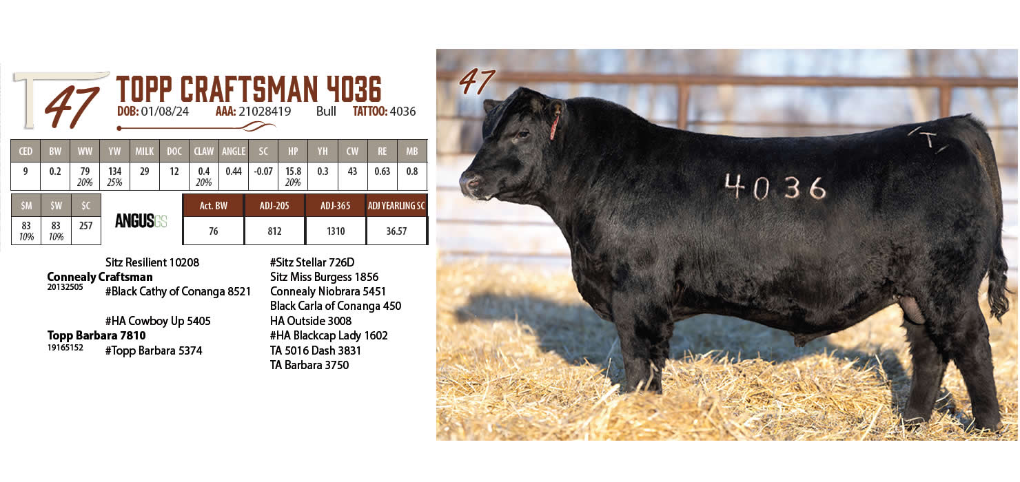Lot 47: Topp Angus - Annual Production Sale | DVAuction