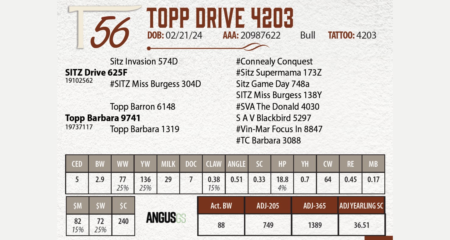 Lot 56: Topp Angus - Annual Production Sale | DVAuction