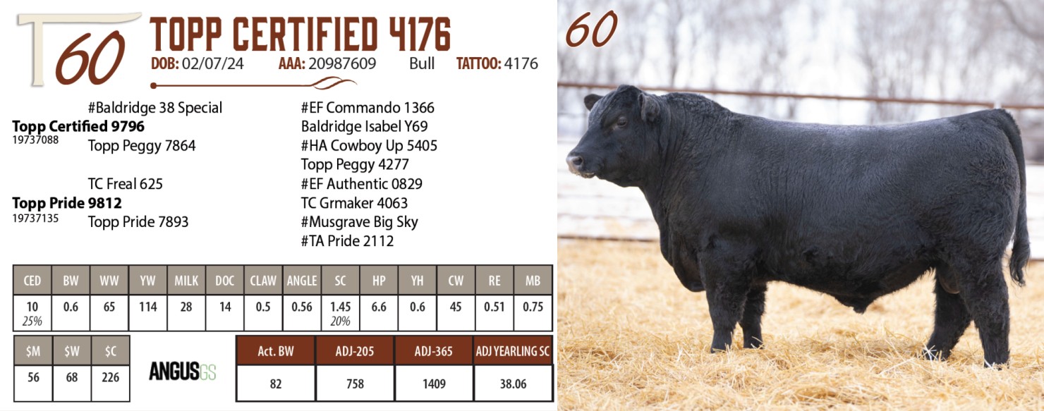 Lot 60: Topp Angus - Annual Production Sale | DVAuction