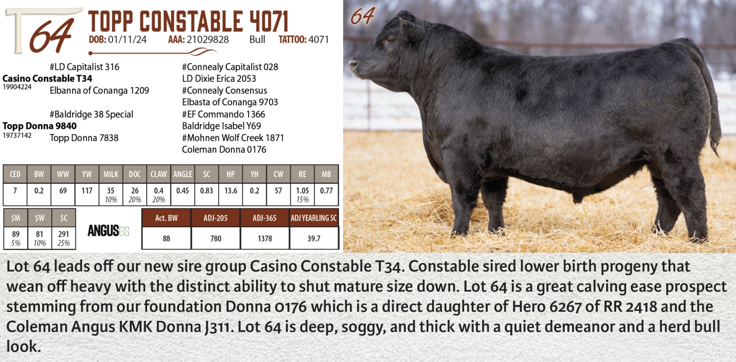 Lot 64: Topp Angus - Annual Production Sale | DVAuction