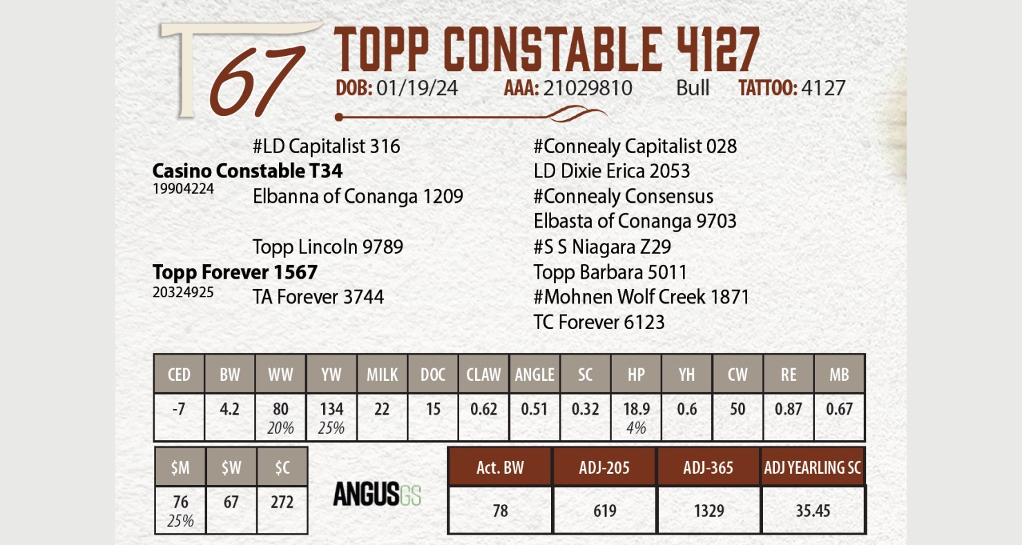 Lot 67: Topp Angus - Annual Production Sale | DVAuction