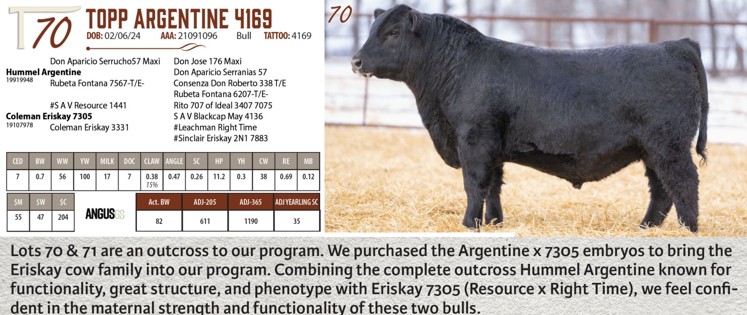 Lot 70: Topp Angus - Annual Production Sale | DVAuction